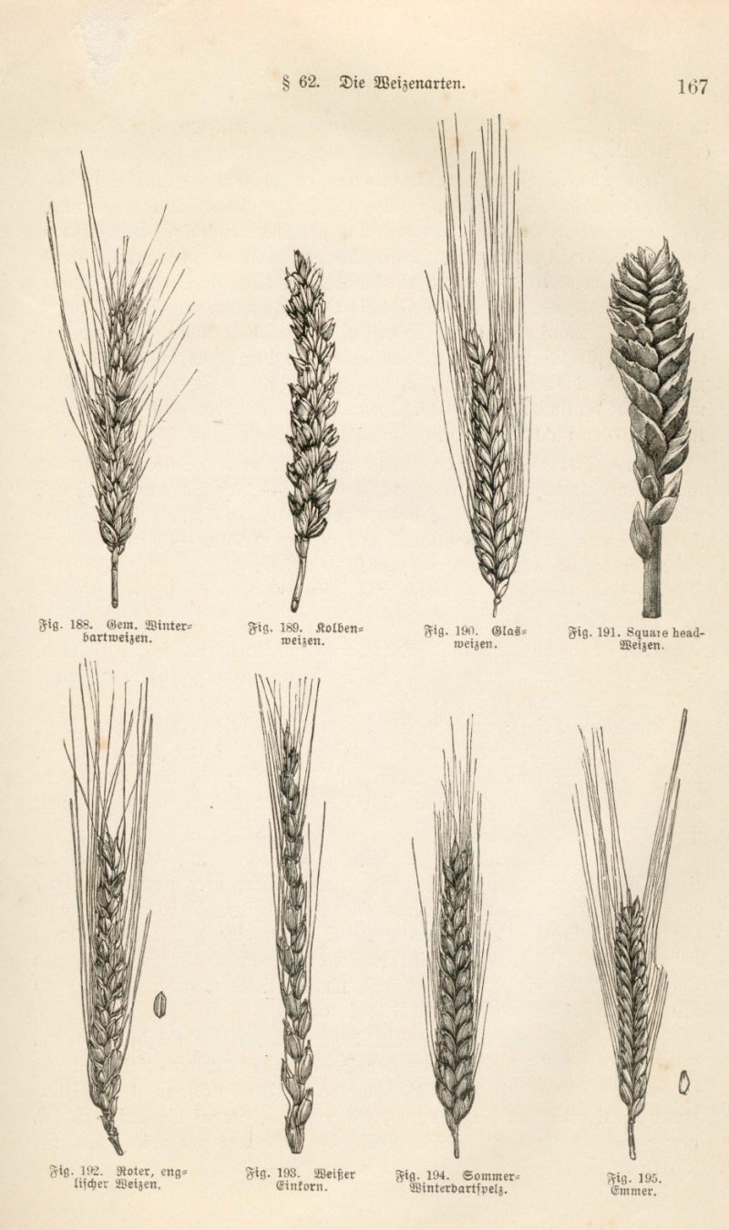 Weizen – Landsorten