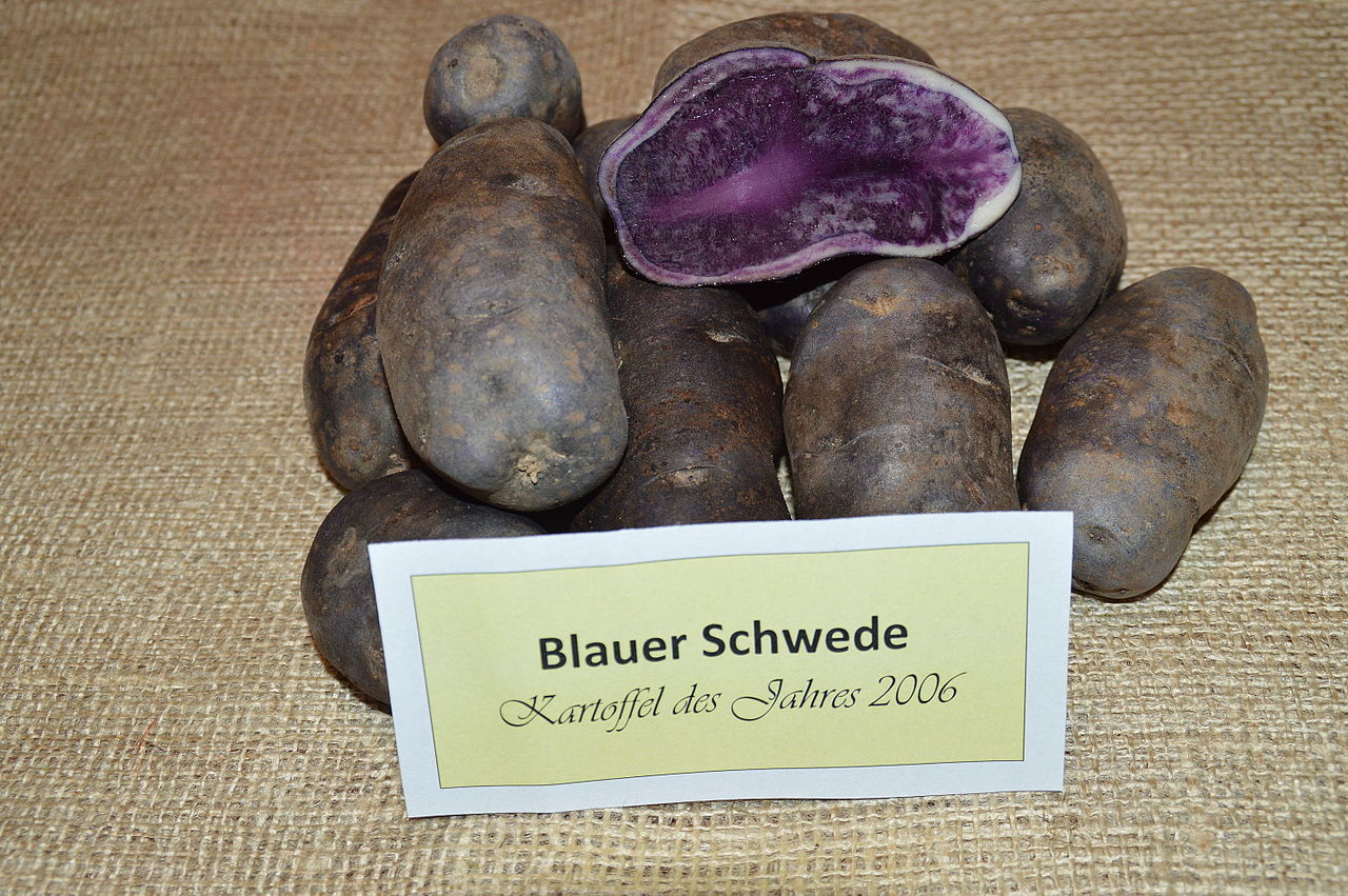 Blauer Schwede – Landsorten